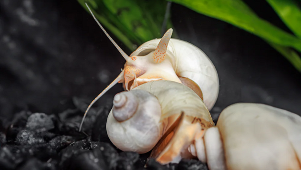 Aquatic Mystery Snails | Algae Eating Snails