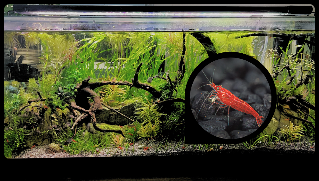 Neocaridina Shrimp Tank | Cherry Shrimp Aquarium Setup