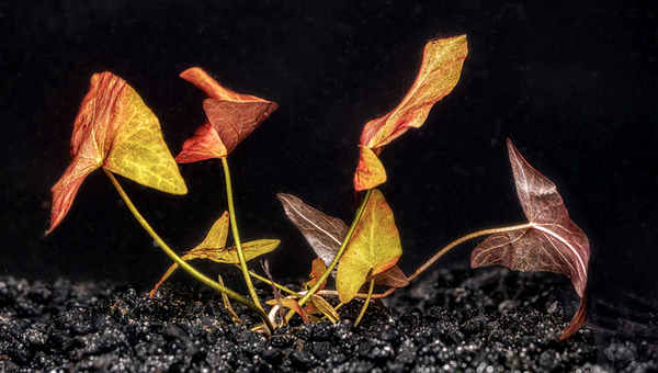 5 Red Aquatic Plants for a Colorful Freshwater Aquarium - Flip Aquatics