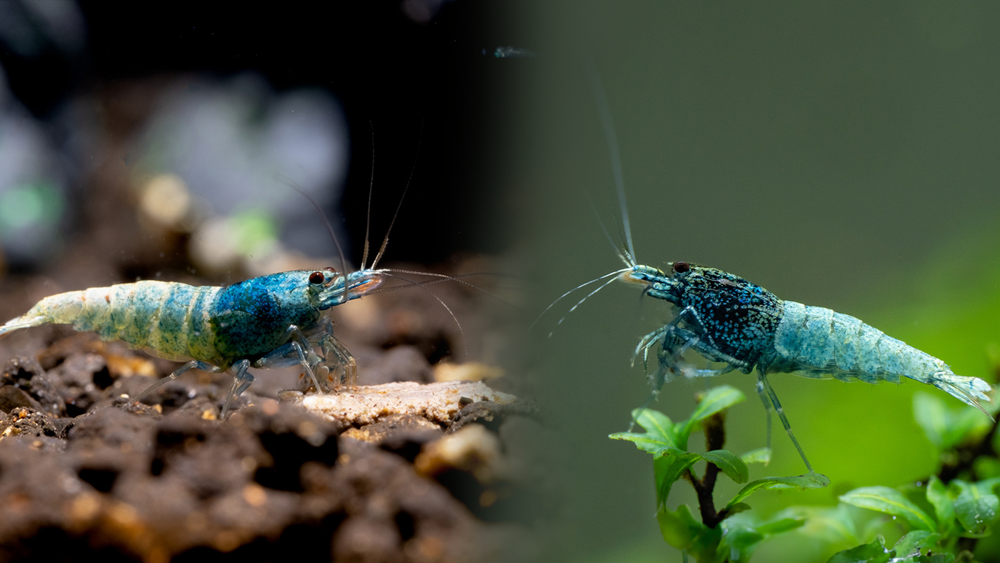 Blue Bolt Shrimp vs. Blue Steel Shrimp: Key Differences Explained ...