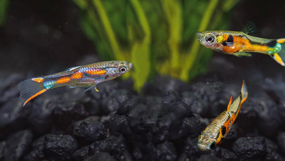 Endlers: Brightly Colored Livebearers Perfect for Your Aquarium - Flip ...
