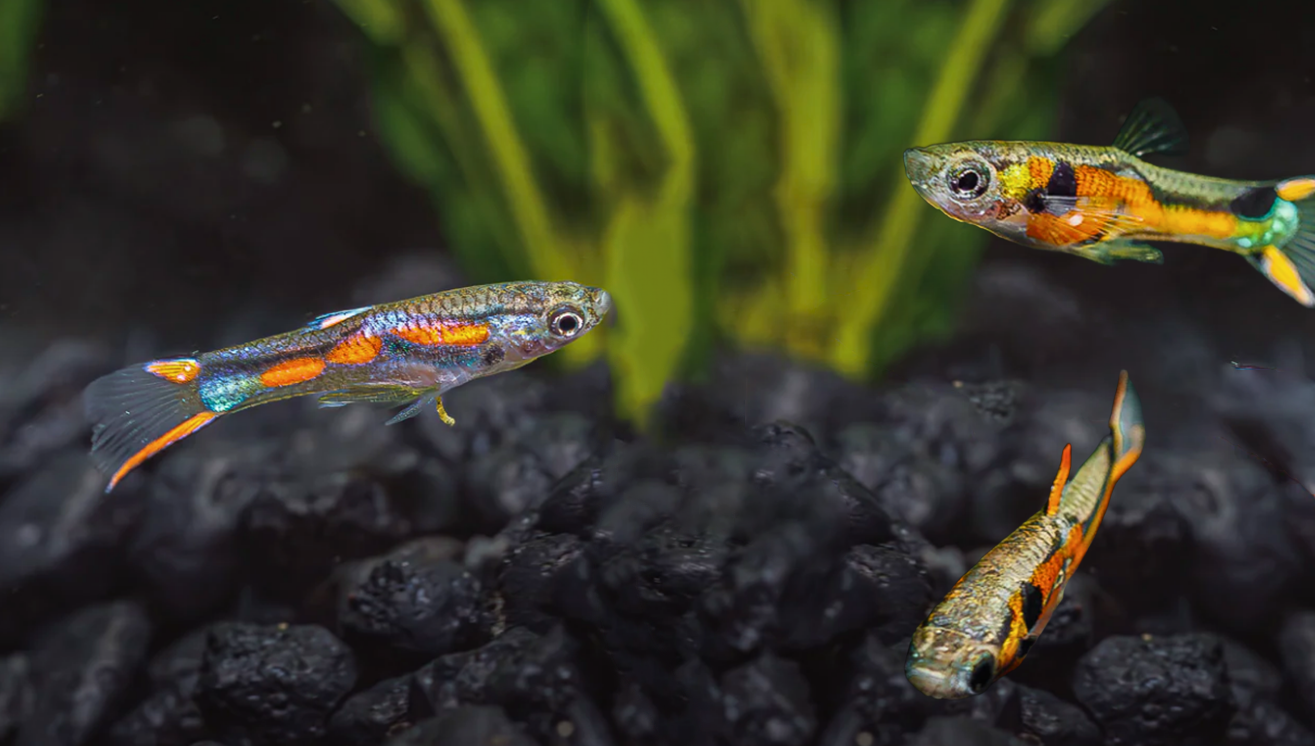 Endlers: Brightly Colored Livebearers Perfect for Your Aquarium - Flip ...