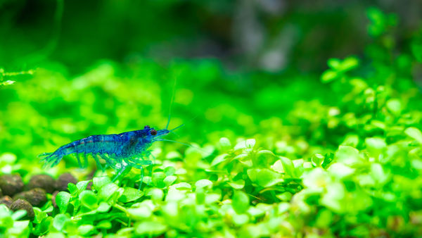 5 Popular Shrimp Friendly Nano Fish - Flip Aquatics