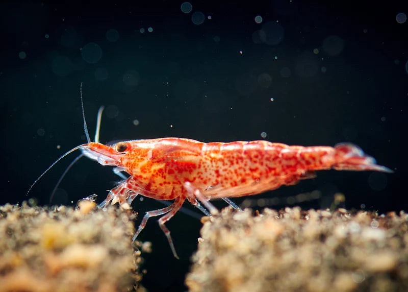 Shrimp as Pets | Easy Shrimp Pet Care Guide