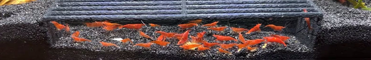 Essential Aquarium Accessories | 3D Printed & Ceramic Decor