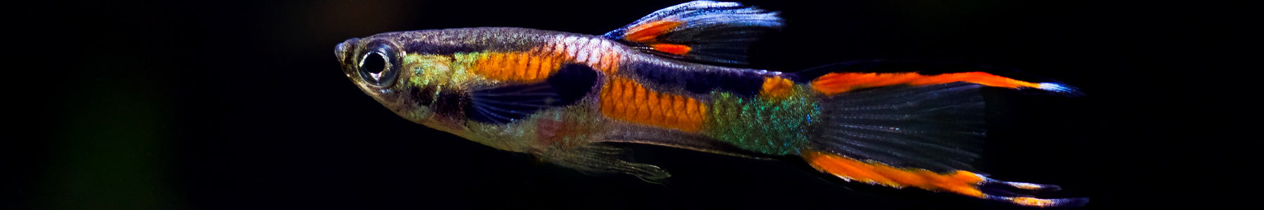Endler Fish Collection | Shop 40+ Endler's Livebearer Types for Sale