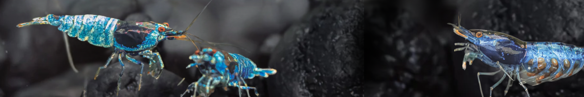 Blue Shrimp | Blue Freshwater Shrimp for sale