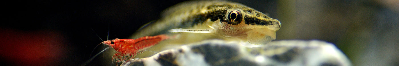 Shrimp Compatible Fish