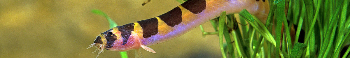 Loaches for Sale | Loach fish with 100% Live Arrival Guarantee