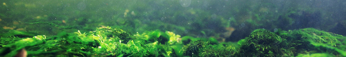 SALE | Save Big on Freshwater Aquarium Must-Haves!