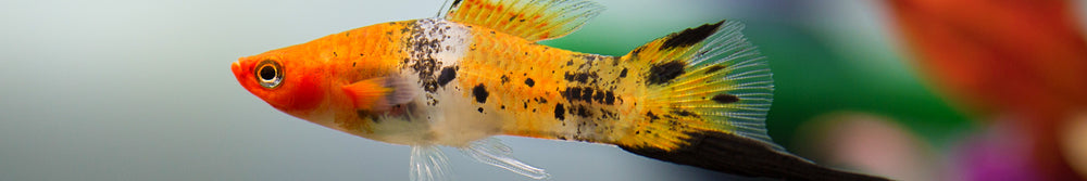 Mollies, Platies & Swordtails