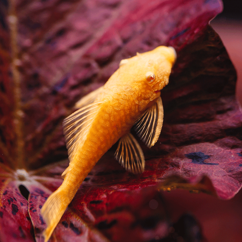 Plecos - Flip Aquatics