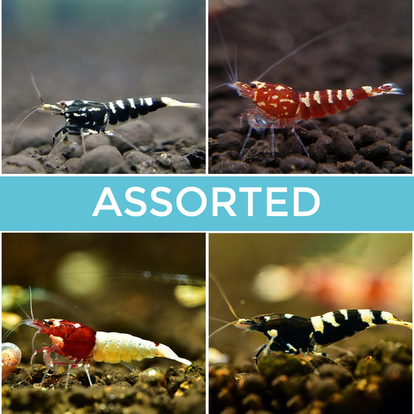 10 Assorted Pinto Shrimp