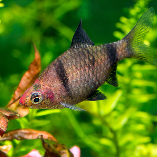 Black Ruby Barb for Sale | Shop our Freshwater Black Ruby Barb