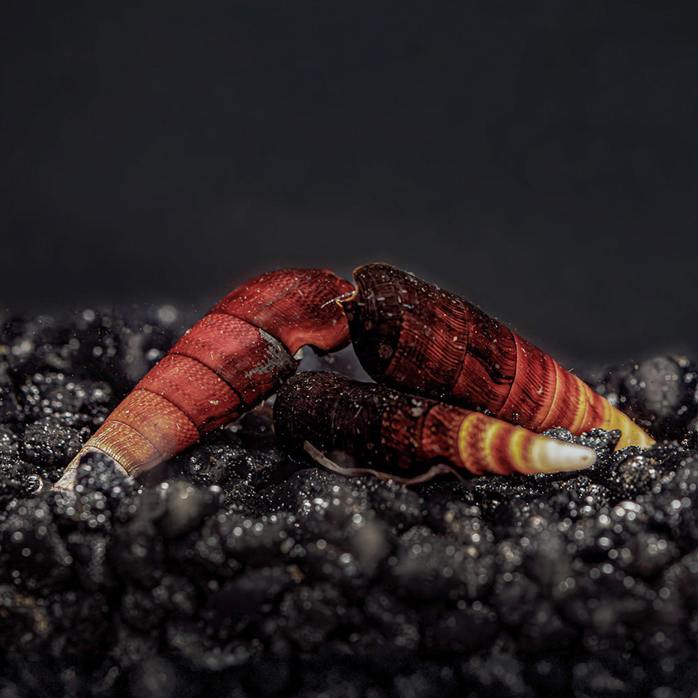 Rabbit Snails | Rabbit Snails for Sale Online - Flip Aquatics