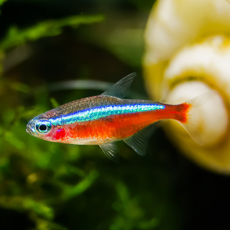 Cardinal Tetra | Paracheirodon Axelrodi - Flip Aquatics