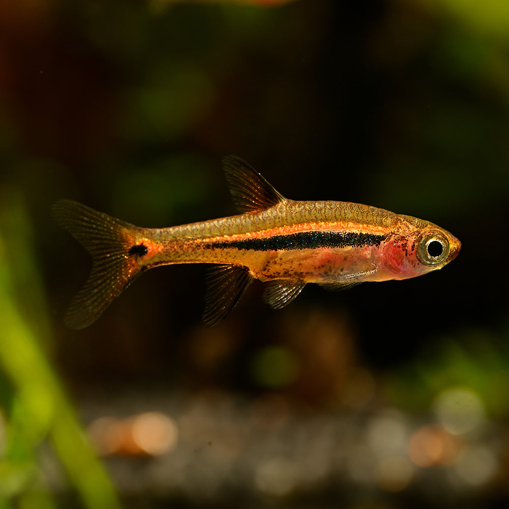 Vibrant Exclamation Point Rasbora: Captivating Colors for Your Tank ...
