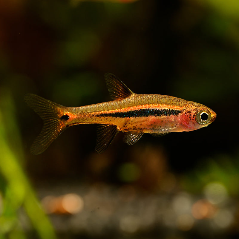 Vibrant Exclamation Point Rasbora: Captivating Colors for Your Tank ...