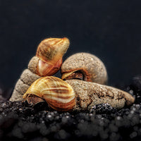 Rabbit Snails | Rabbit Snails for Sale Online