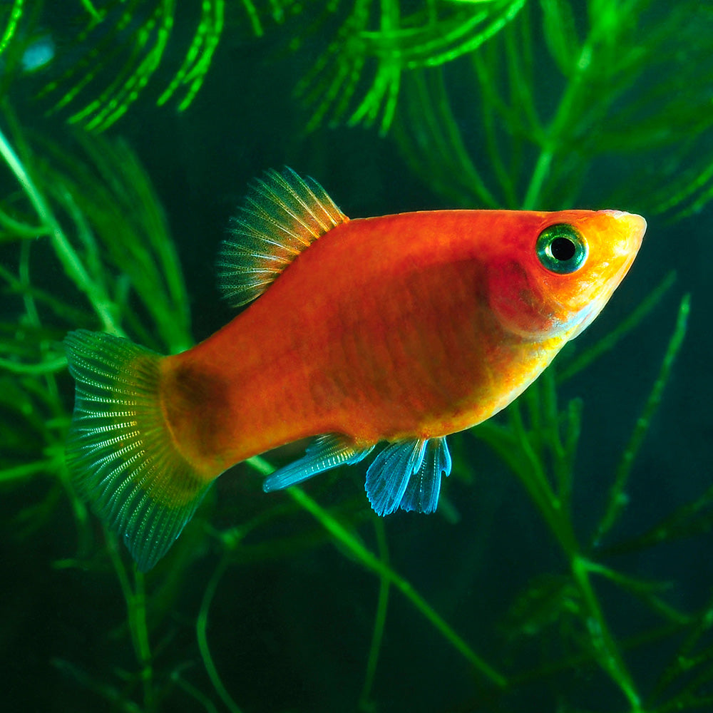 Captivating Coral Dark Red Platty: Vibrant Beauty for Your Aquarium ...