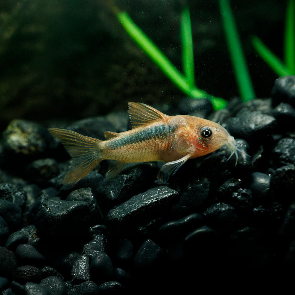 Corydoras for Sale | Pygmy Corydoras with 100% Live Arrival Guarantee