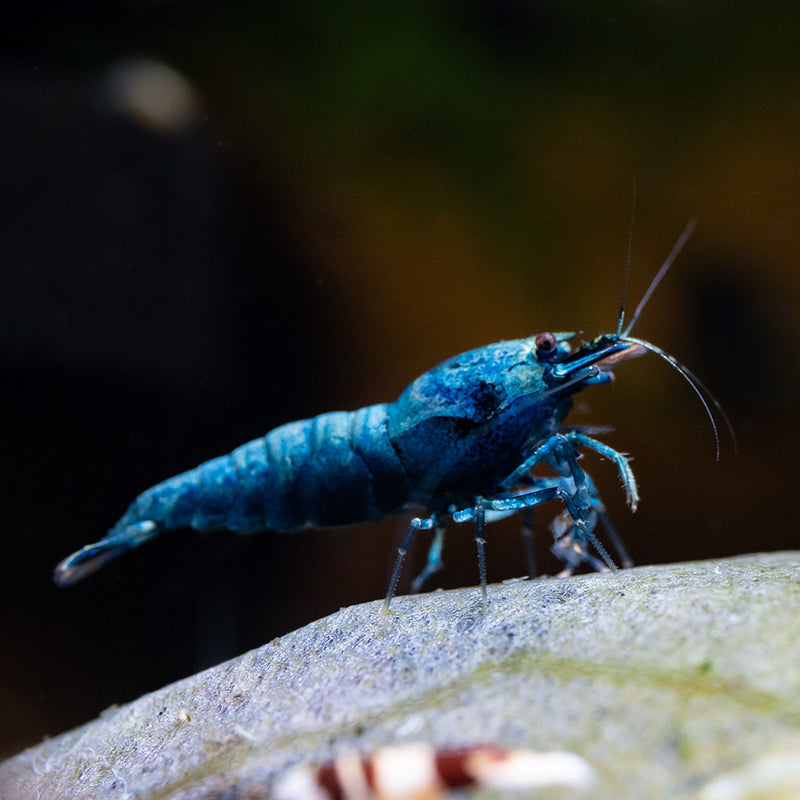 Deep Blue Bolt Shrimp - Flip Aquatics
