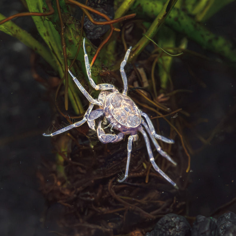 Thai Micro Crabs | Micro Thai Crabs for sale online