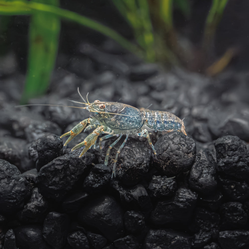 Freshwater Crayfish for Sale | Dwarf Crayfish