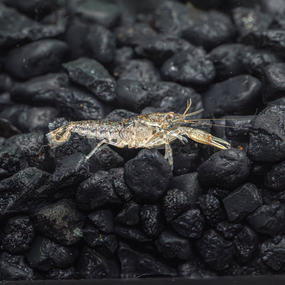 Freshwater Crayfish for Sale | Dwarf Crayfish