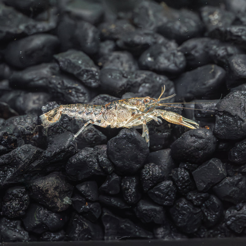 Freshwater Crayfish for Sale | Dwarf Crayfish