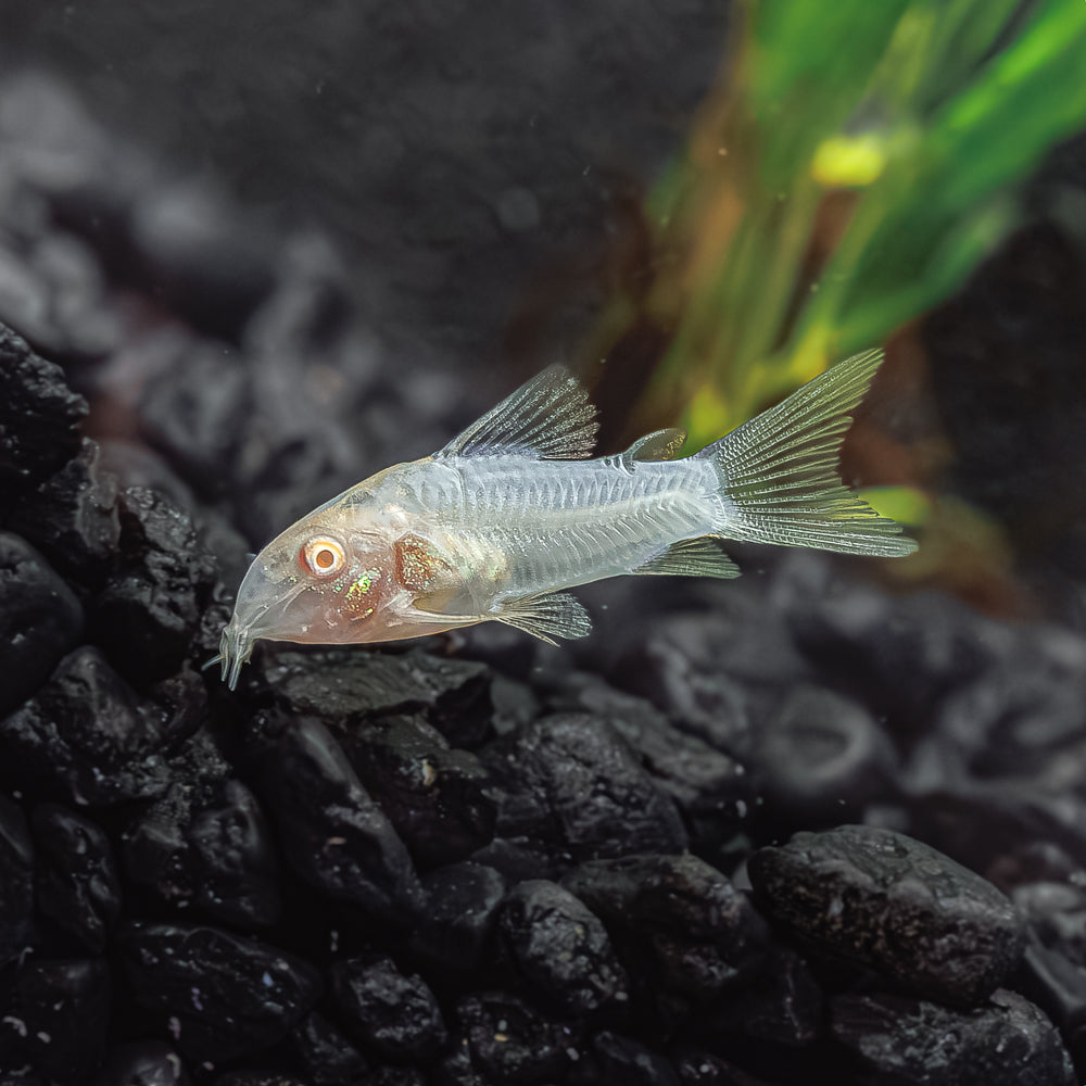 Shrimp Compatible Fish Page 3 - Flip Aquatics