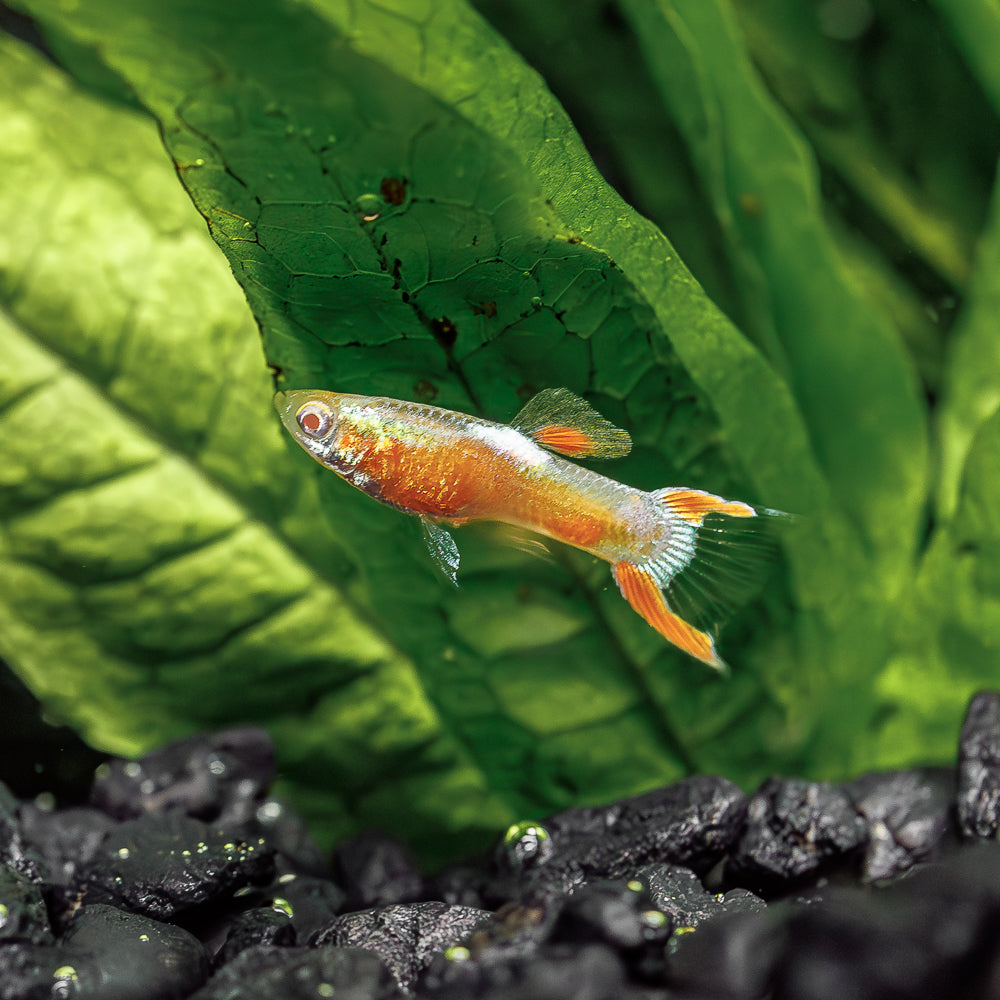 Freshwater Fish for Sale | Fresh water Fish at Flip Aquatics Page 10