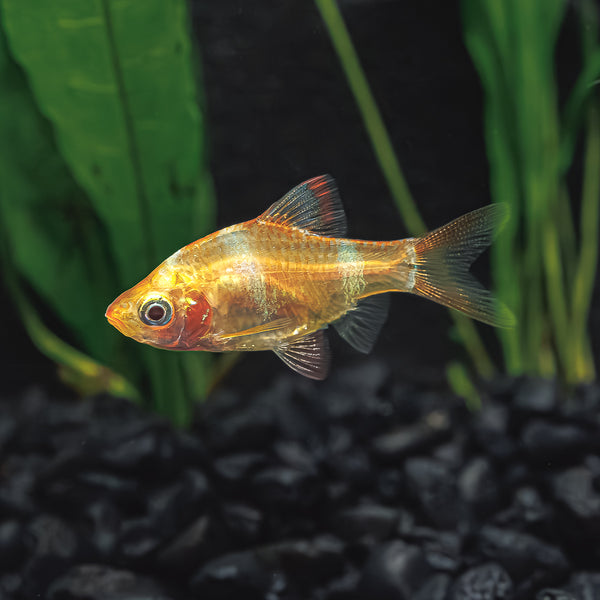 Shop Nano Fish - Flip Aquatics