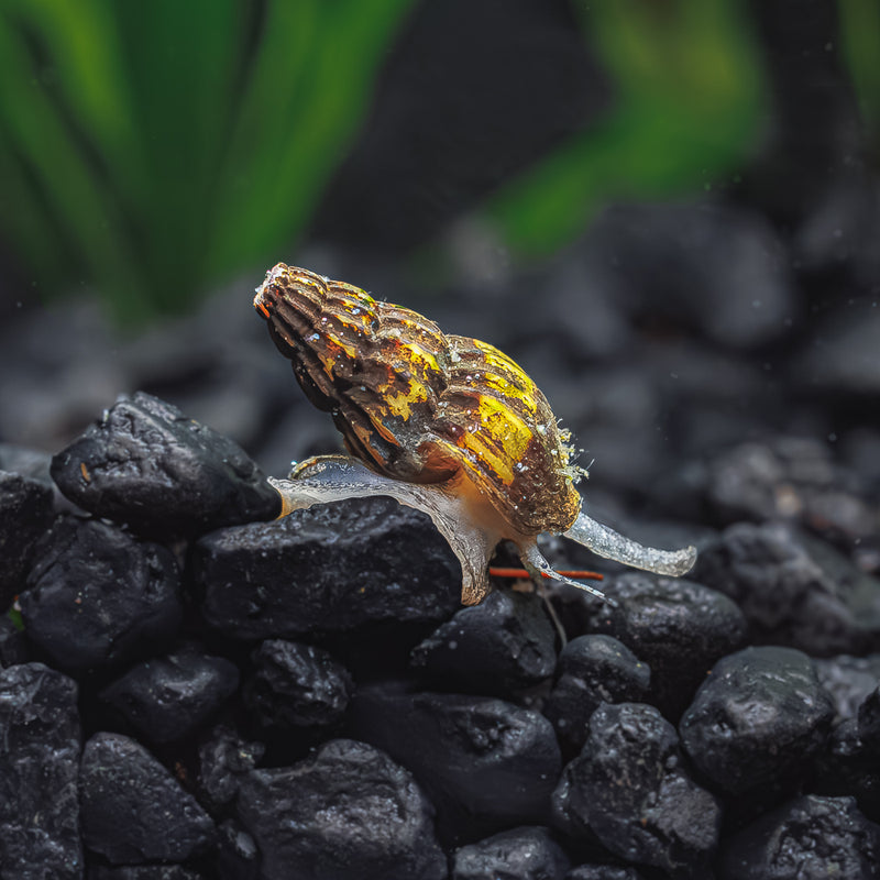 Other Snails