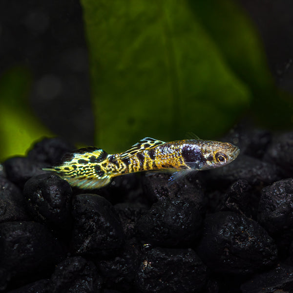 Bengal Tiger Endler | Rare Livebearer Species