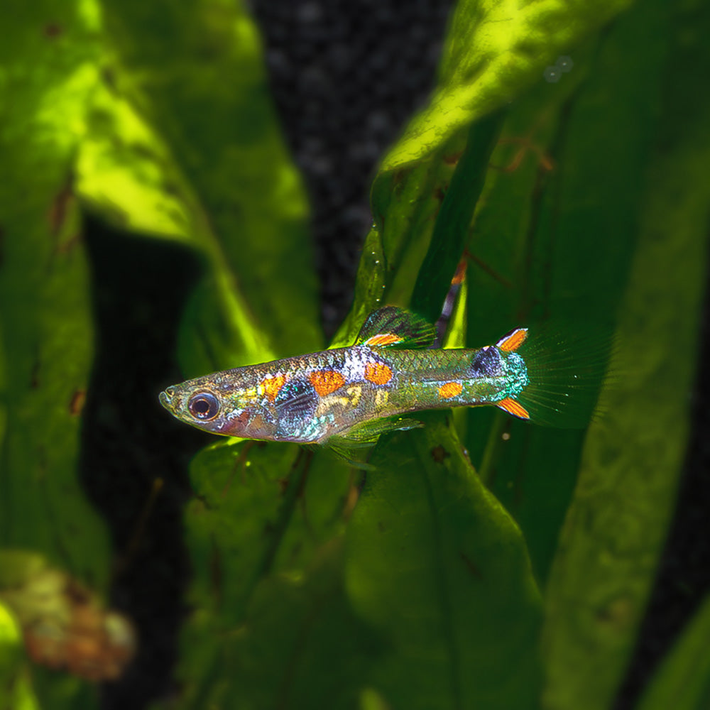 Black Bar Endlers | Shop Black Bar Endlers for Sale