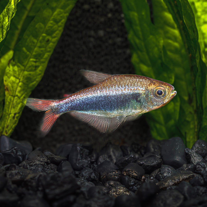 Bleeding Blue Tetra | Hyphessobrycon Margitae