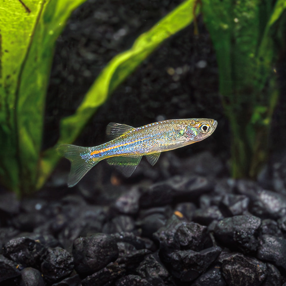 Freshwater Fish for Sale | Fresh water Fish at Flip Aquatics Page 12