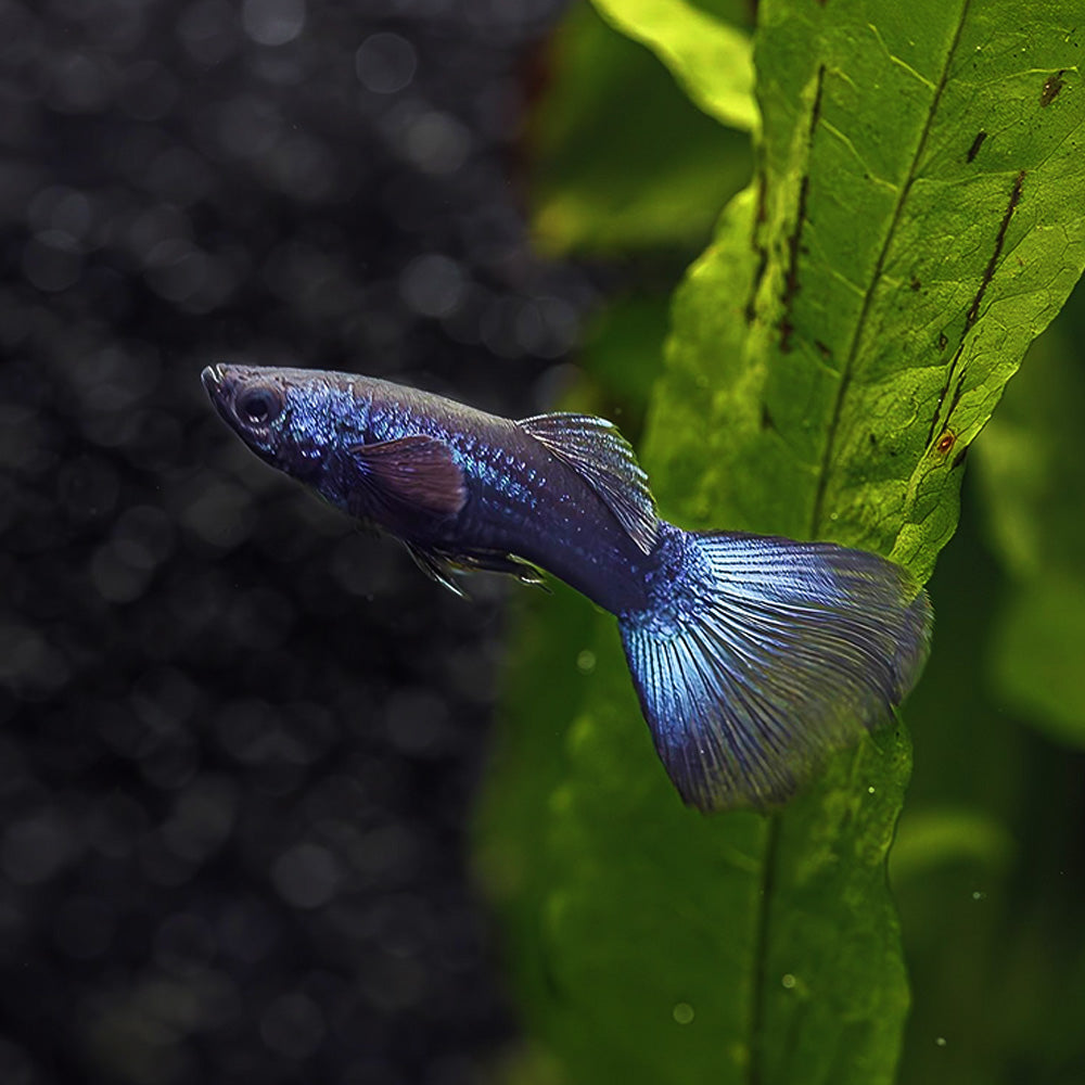 Blue Moscow Guppy For Sale Online | Shop Blue Moscow Guppy Fish