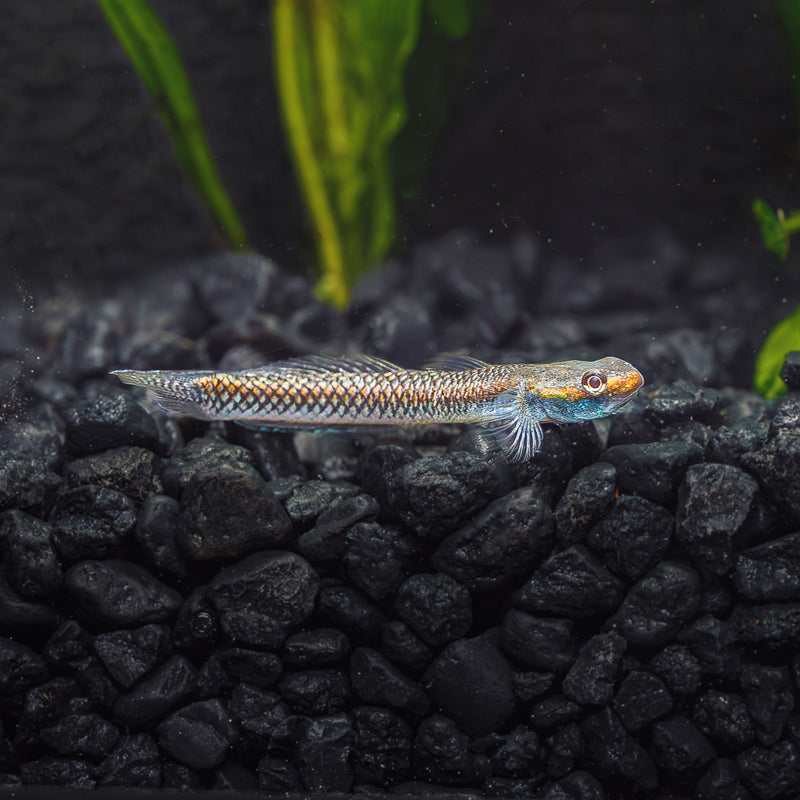 Blue Neon Stiphodon Goby (Male)