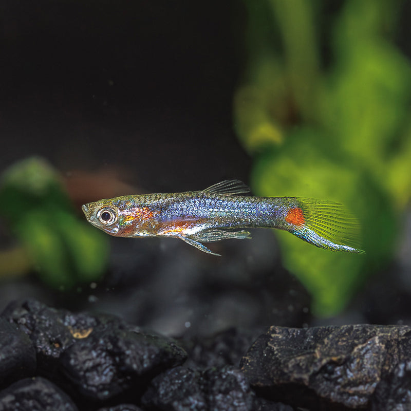 Blue Star Endler: Stunning USA-Bred Fish for Micro Aquariums - Flip ...