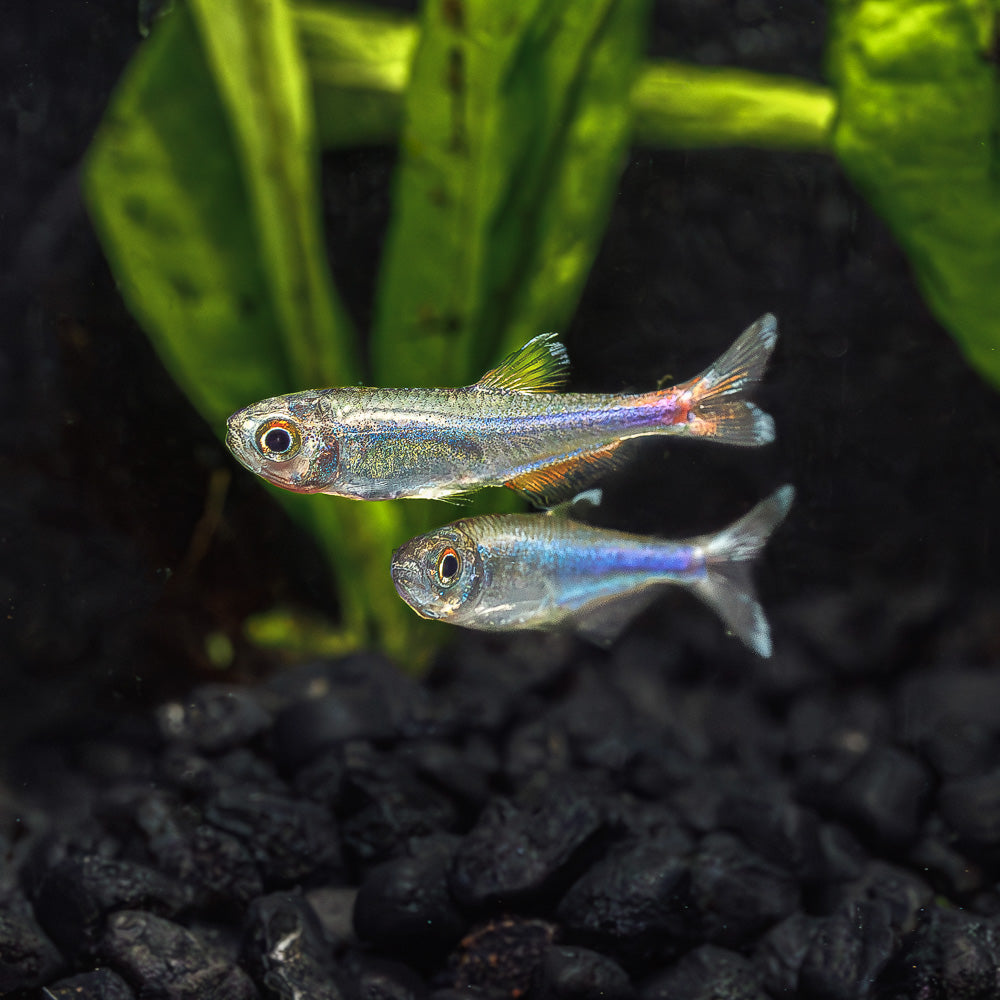 Shop Nano Fish Page 7 - Flip Aquatics