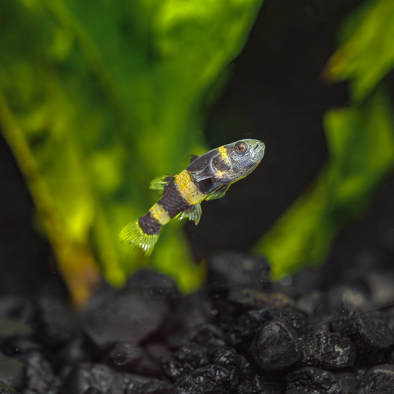 Bumblebee Goby: Freshwater Goby for Sale with Live Arrival Guarantee