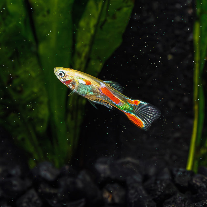 Calico Endler | Red Freshwater Livebearer