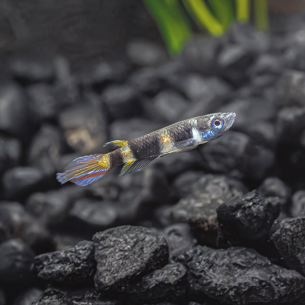Clown Killifish | Epiplatys Annulatus