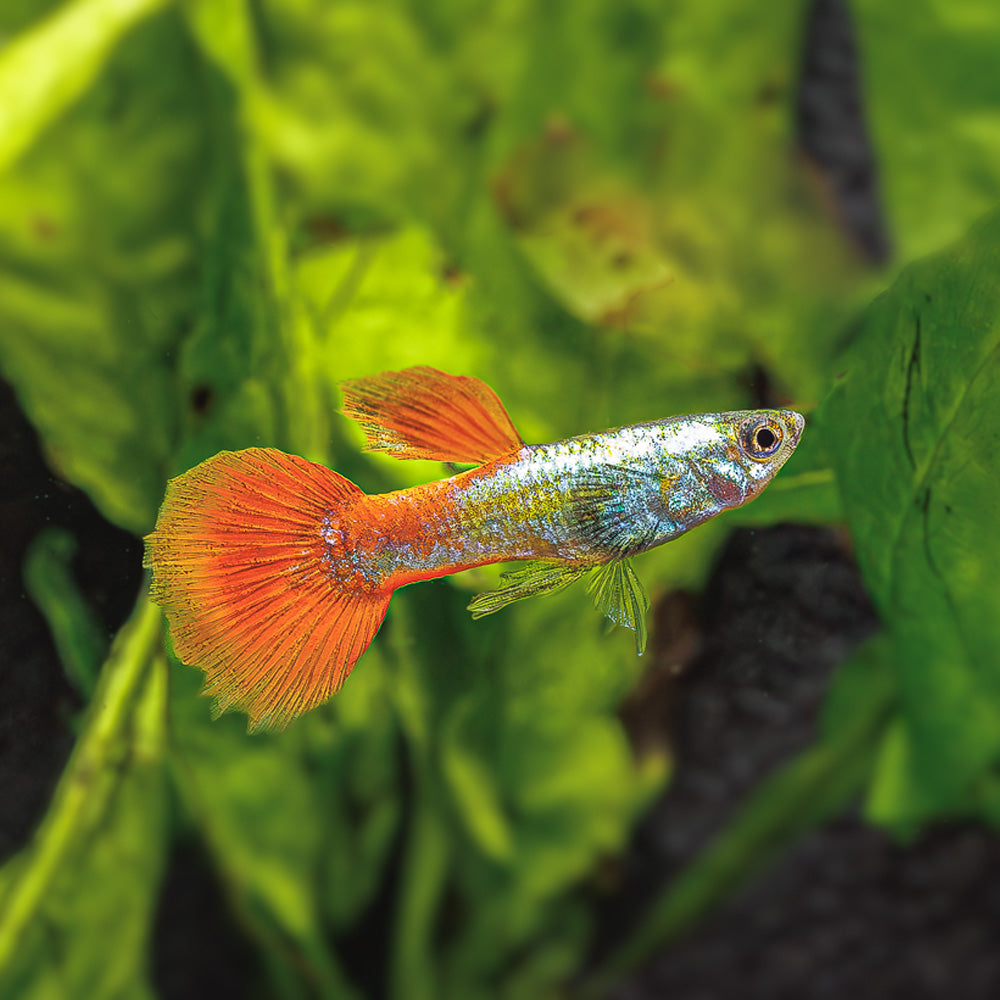 Dumbo Platinum Red Tail Guppy: Elegance in Your Aquarium
