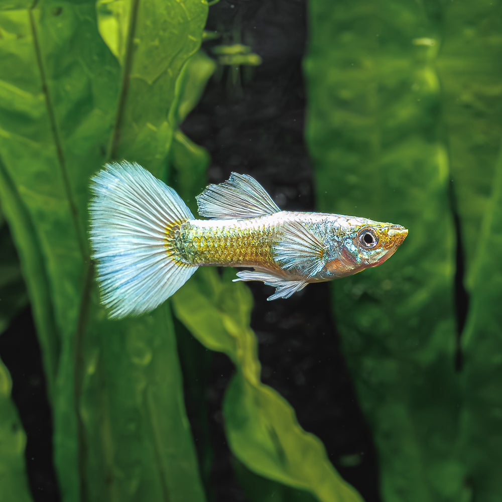 Freshwater Fish for Sale | Fresh water Fish at Flip Aquatics Page 11