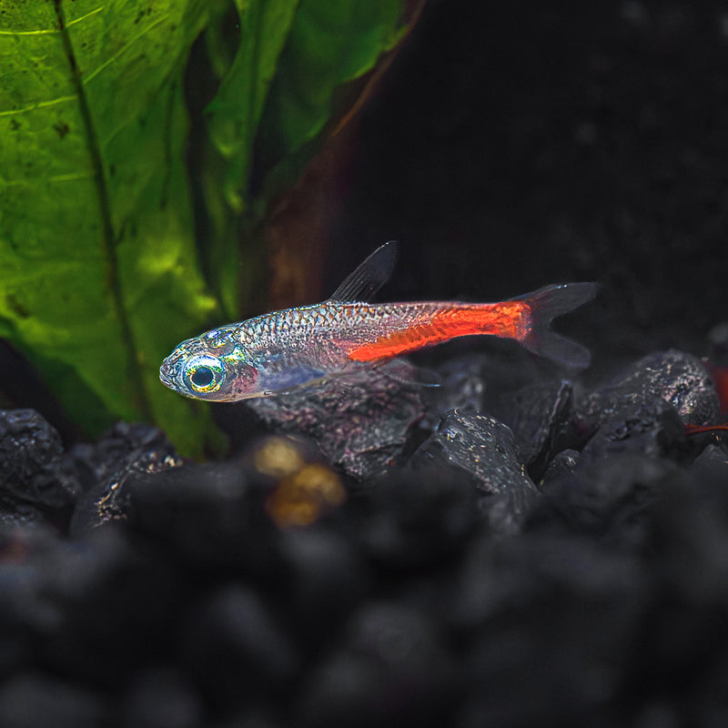 Diamond Head Neon Tetra (Blue Diamond)