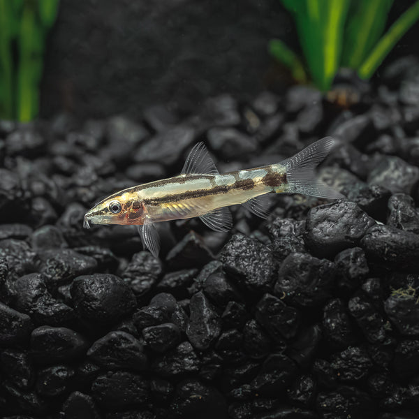 Dwarf Chain Loach | Dwarf Chain Loach for Sale Online