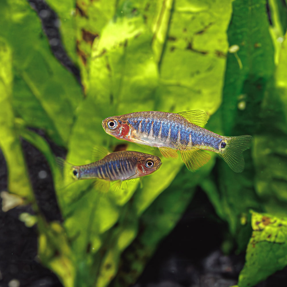 Dwarf Emerald Rasbora: Stunning Nano Fish for Your Aquarium